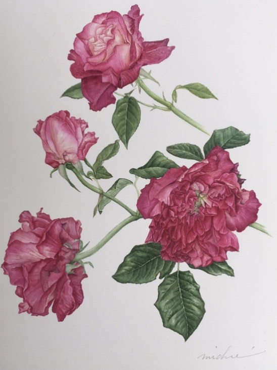 My roses calendar 2020 December | michie-botanical-rose