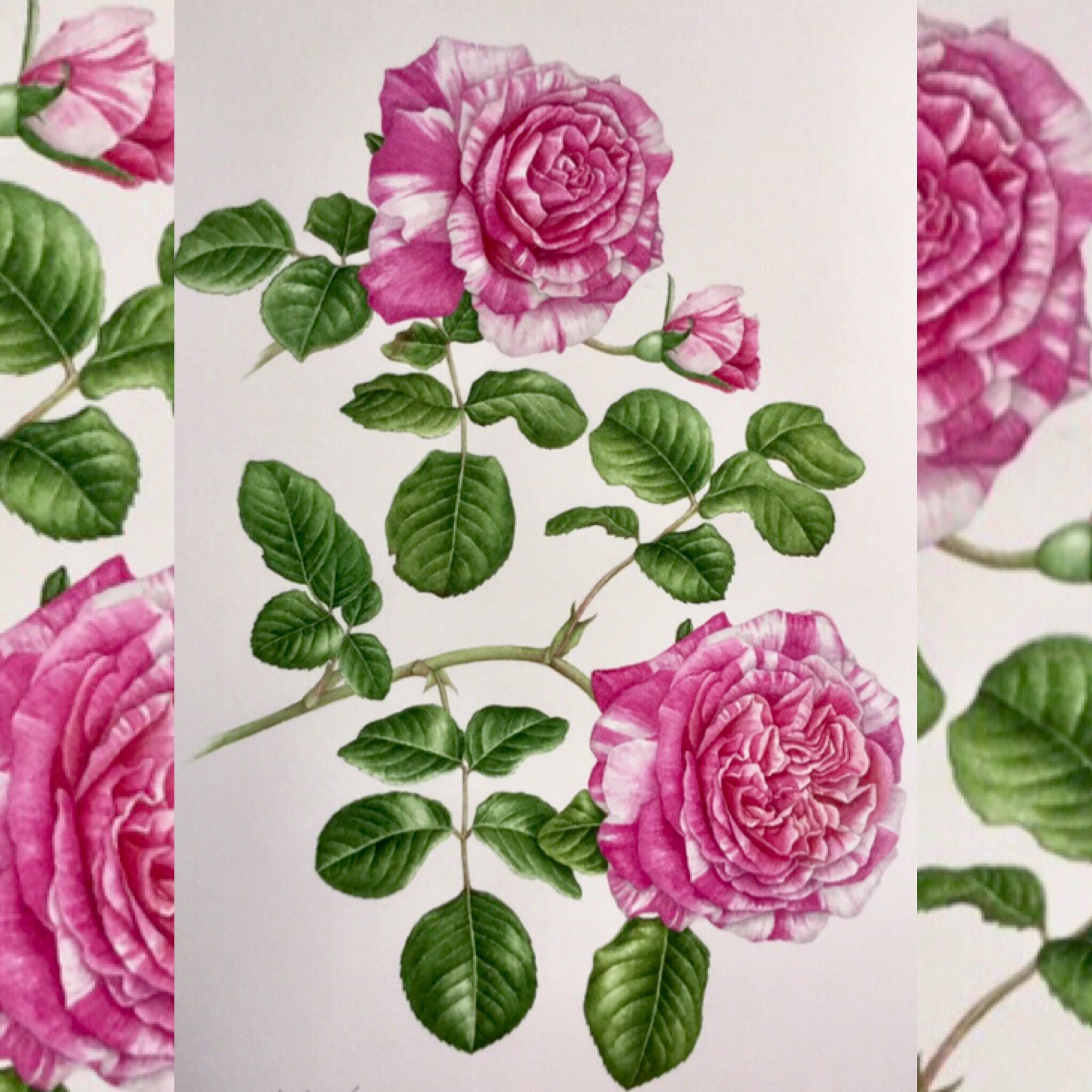 My roses calendar 2019 May | michie-botanical-rose