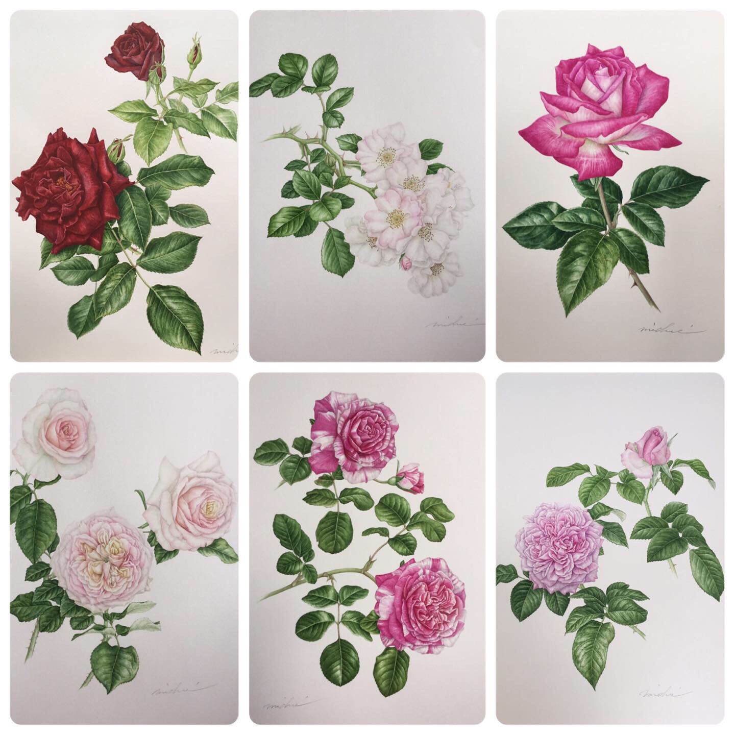My roses calendar 2019 | michie-botanical-rose