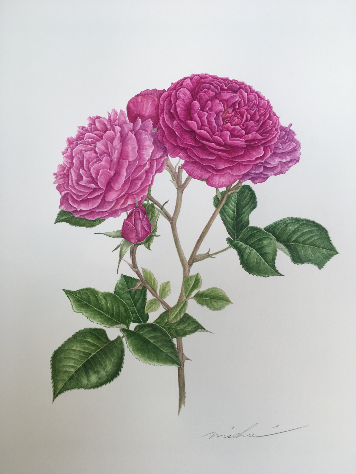 My roses calendar 2020 September | michie-botanical-rose