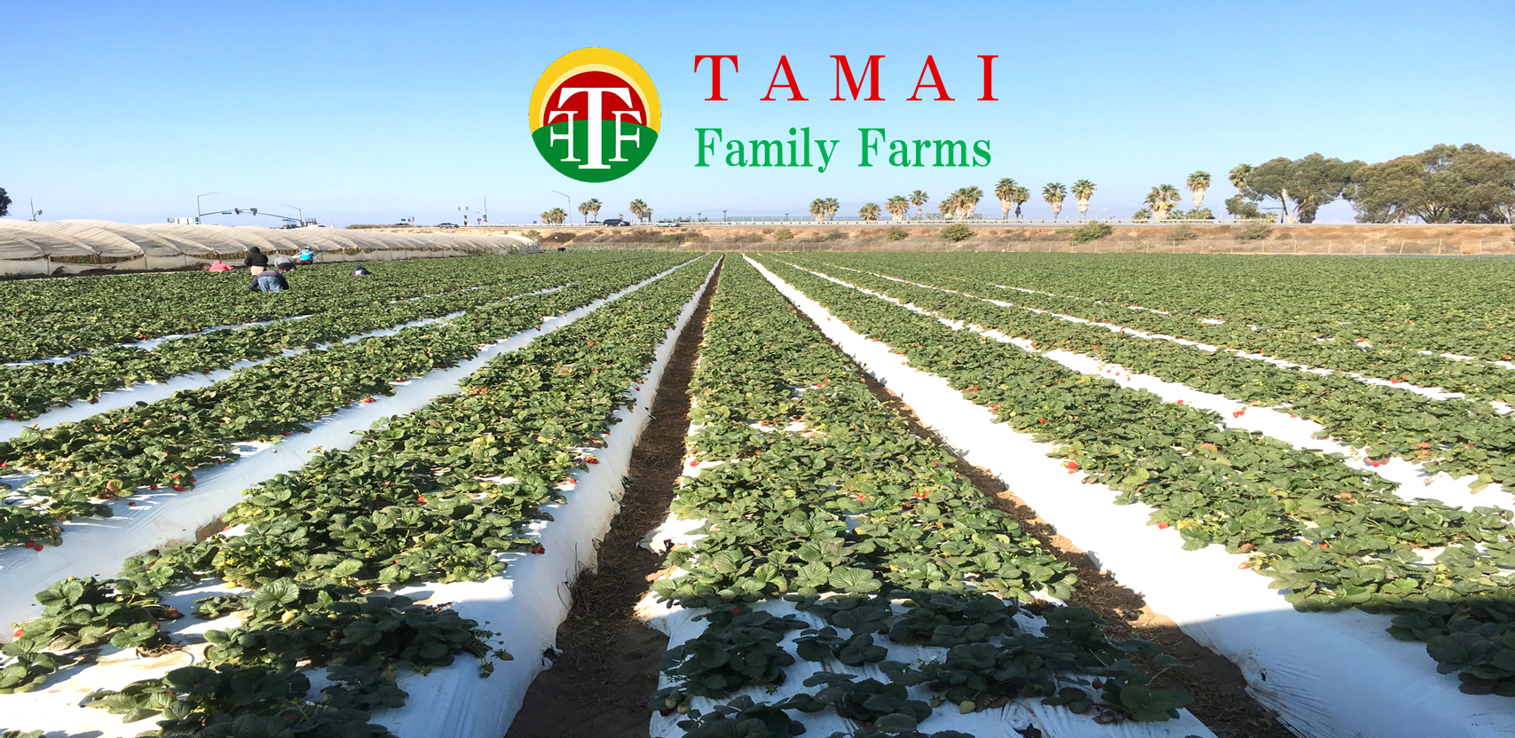 Tamai Family Farms Japan.