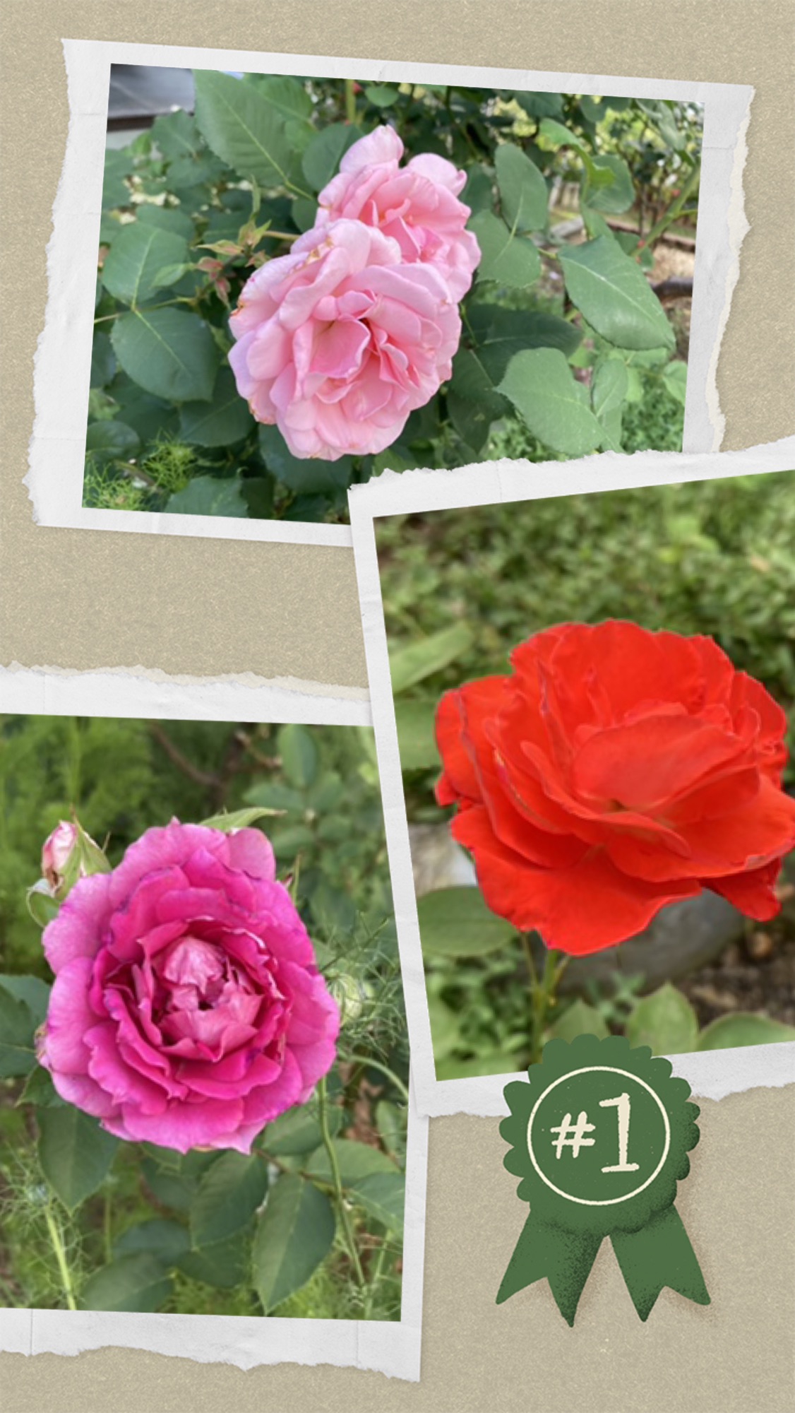 毎日薔薇三昧 ️ | K's Garden