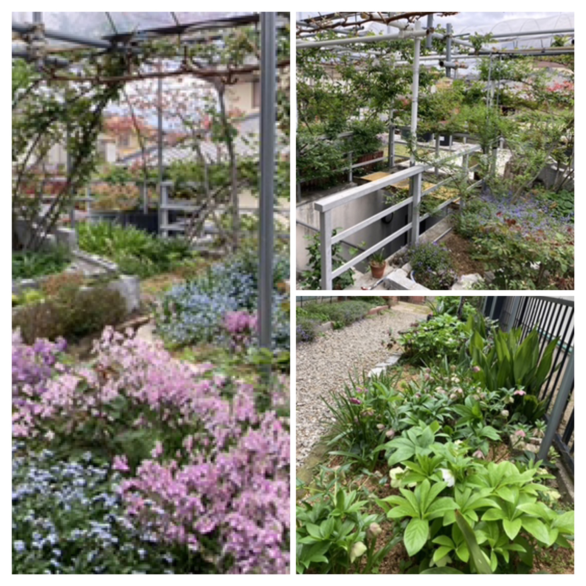 今日も草抜きです！ | K's Garden