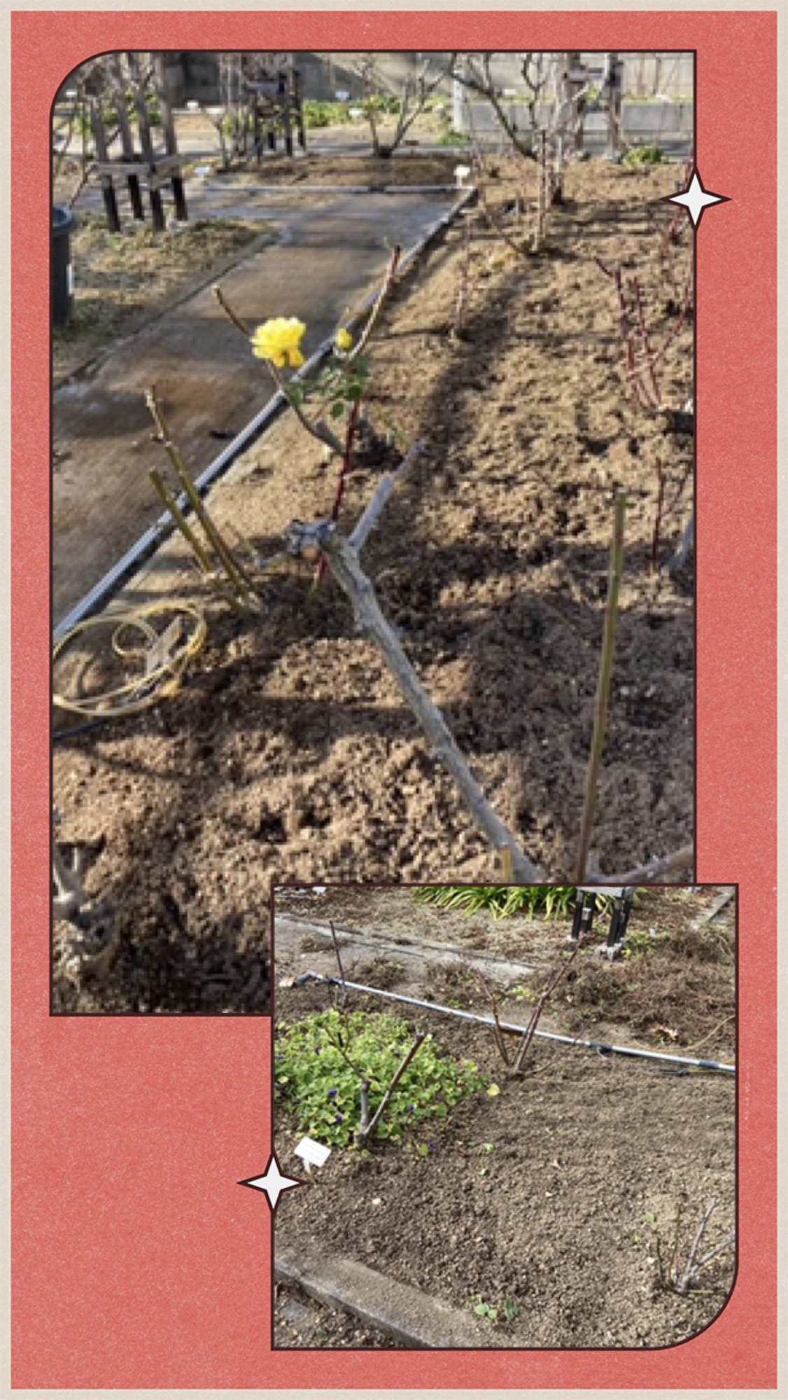 今日は作業日和でした | K's Garden