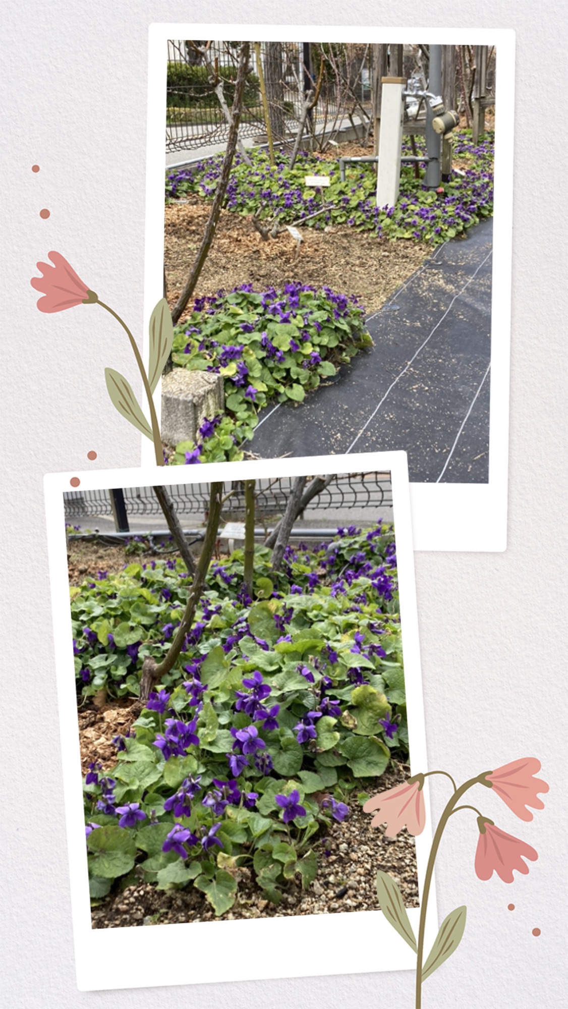 ちょっと嫌になってきました | K's Garden