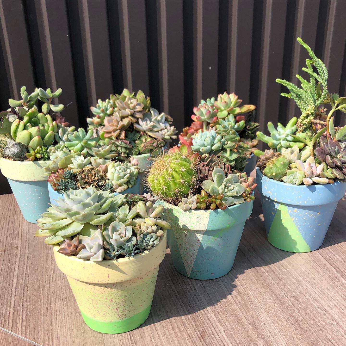 HOME | MARDY_succulent_plans