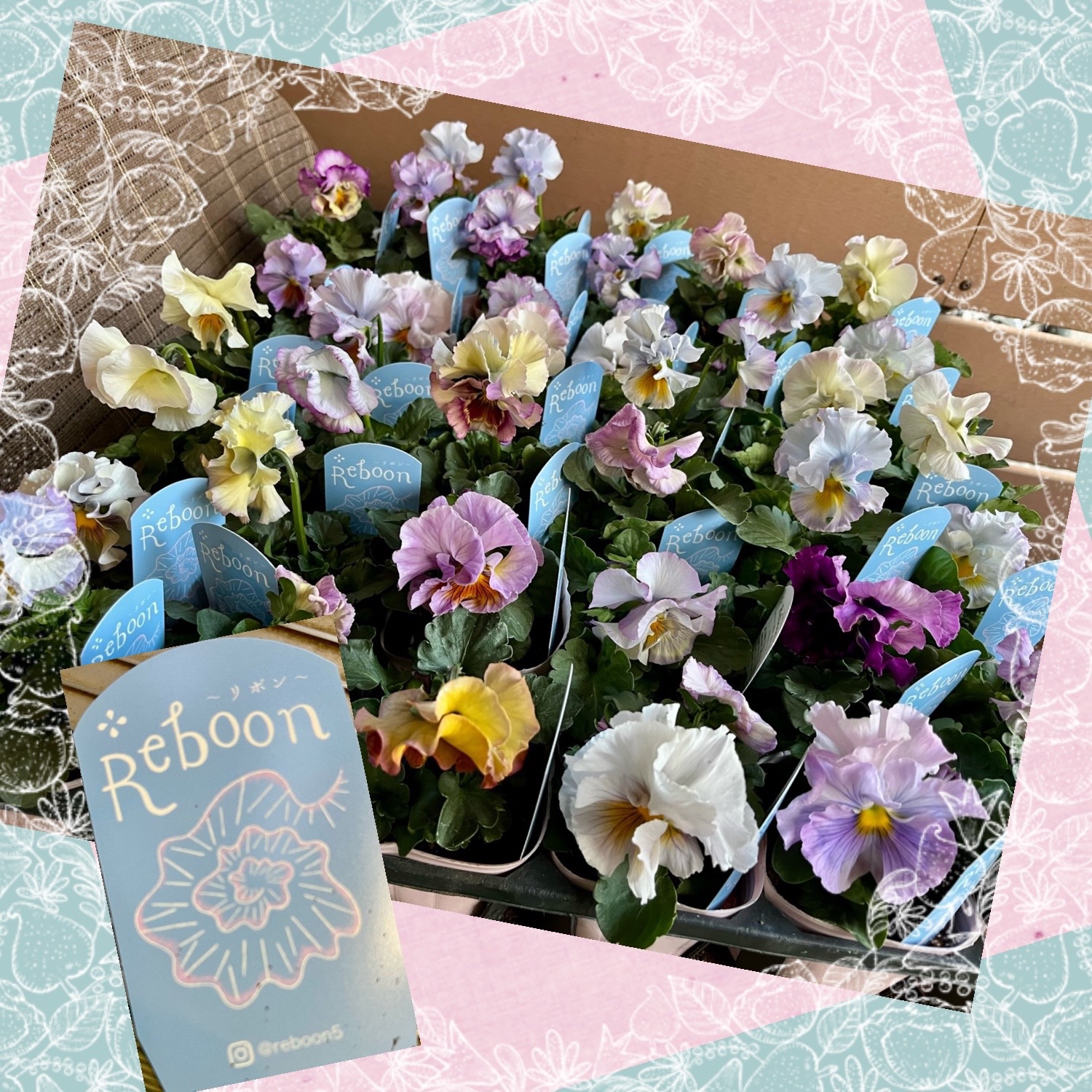 パンジーReboonが届きました ️ | しのん's がーでん