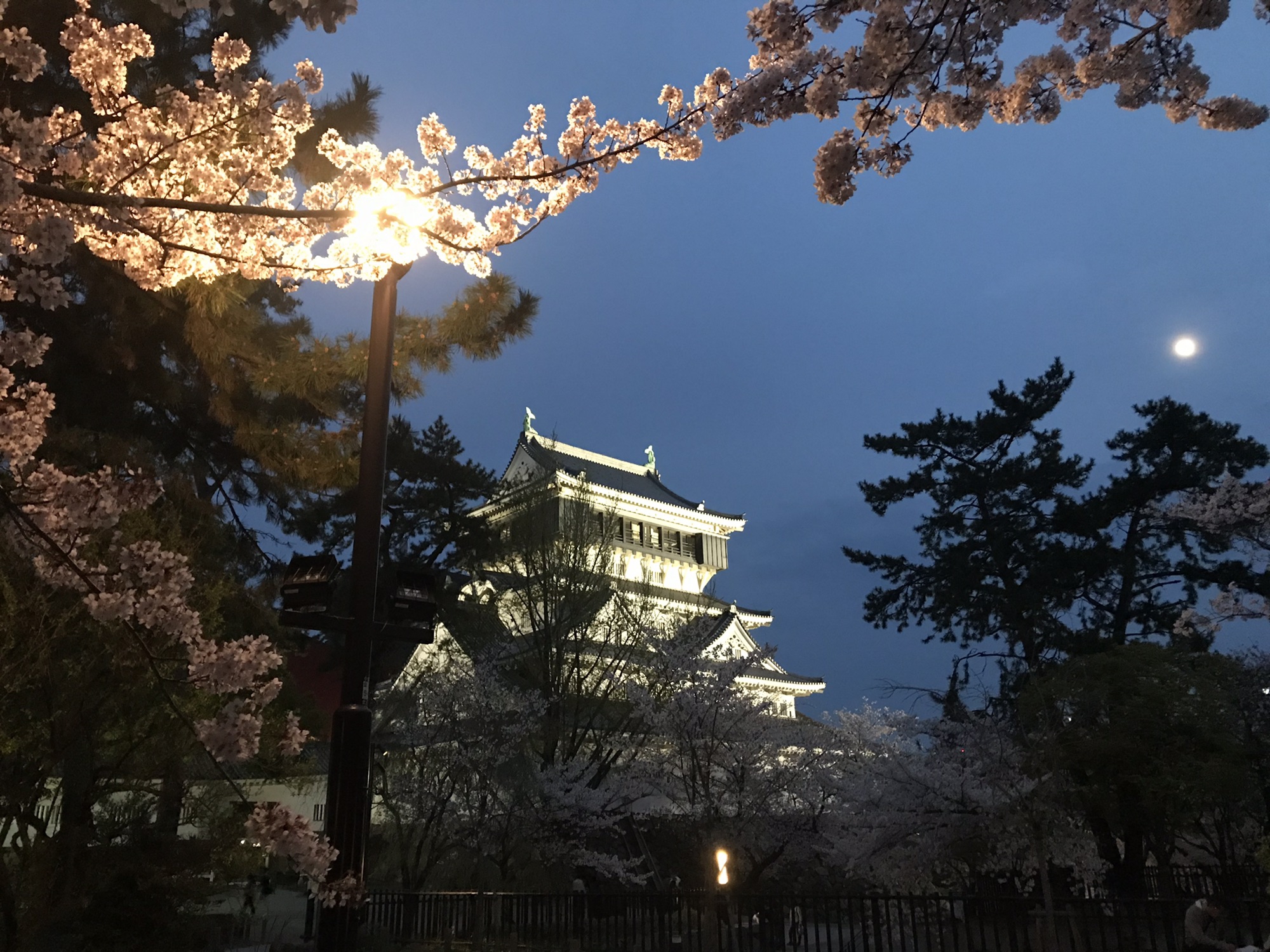 お花見running | Hisako SUGIOKA