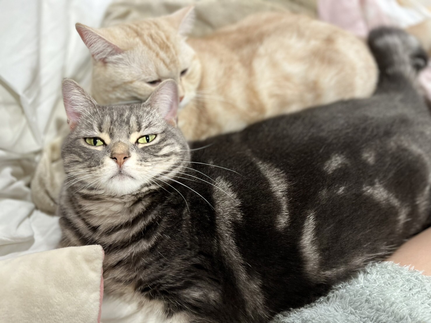 ももちゃんベビー | 猫の森