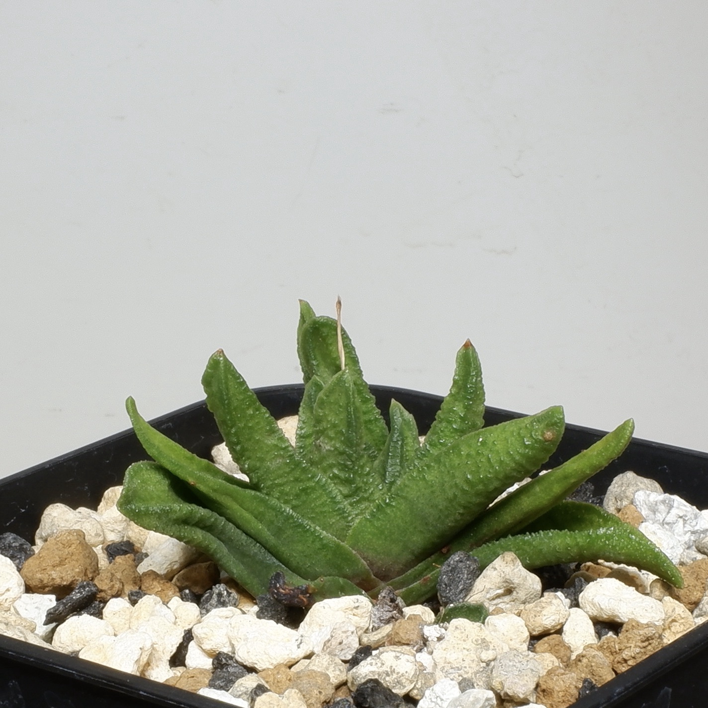 VA6451の正体 | P × Plants