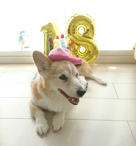 姫 | 写真 de All Japan Corgi's Weekend 2020