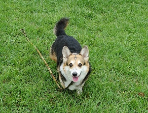 ころ | 写真 de All Japan Corgi's Weekend 2020