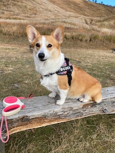 COCO | 写真 de All Japan Corgi's Weekend 2020