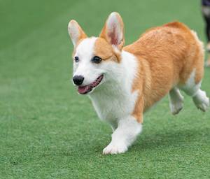 hale | 写真 de All Japan Corgi's Weekend 2020