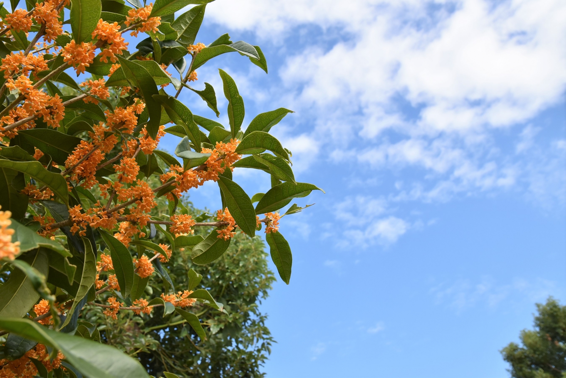 KINMOKUSEI Unofficial Fan Site