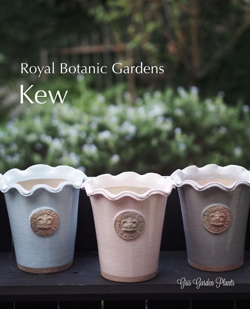 kew pots入荷 | gris garden plants