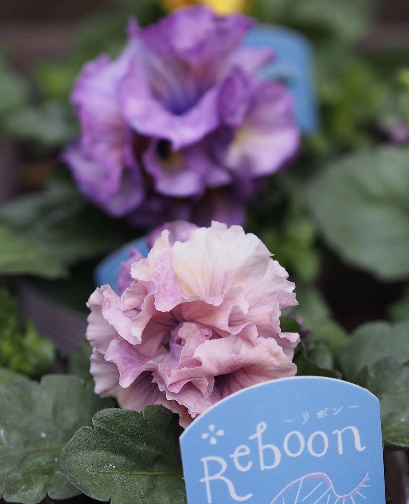 内野さん育種の『Reboonリボン』 | gris garden plants