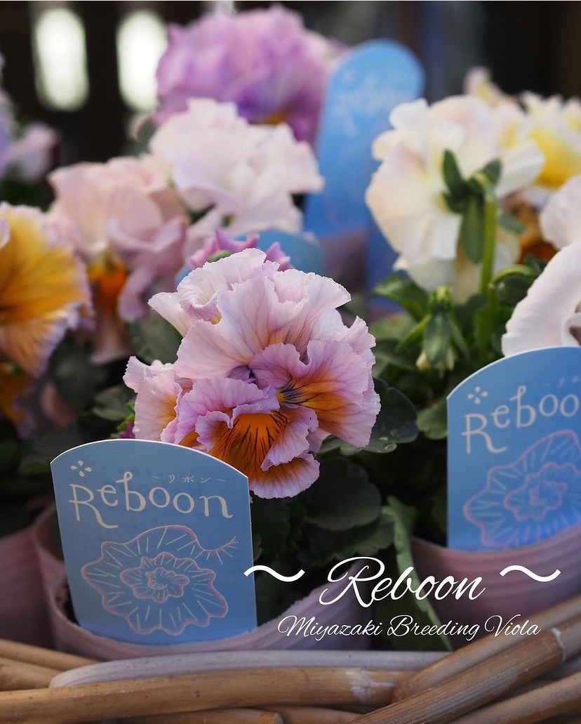 内野レン子さん育種の希少なパンジー Reboon〜リボン〜 | gris garden plants