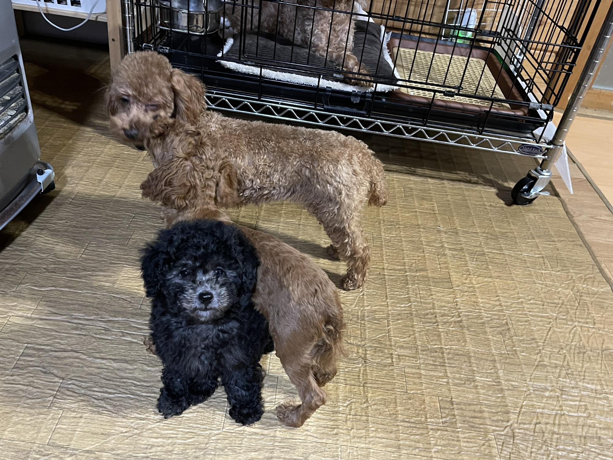 Bellちゃん🧸 | 🧸Poodle-BearKENNEL🧸可愛いお顔のテディベアーたちがいっぱいいます。公式ホームページを作りました。
