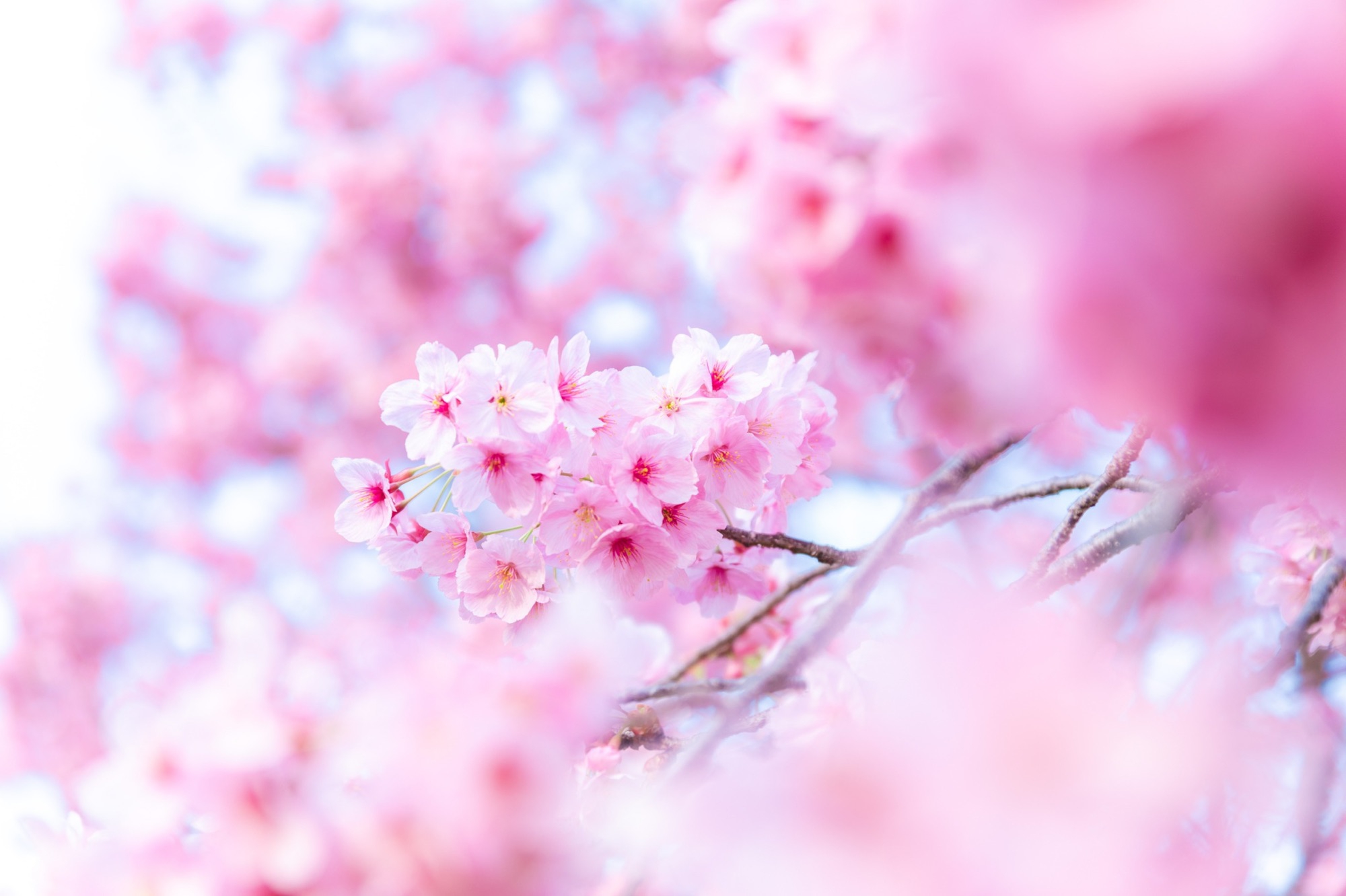 about | sally camera