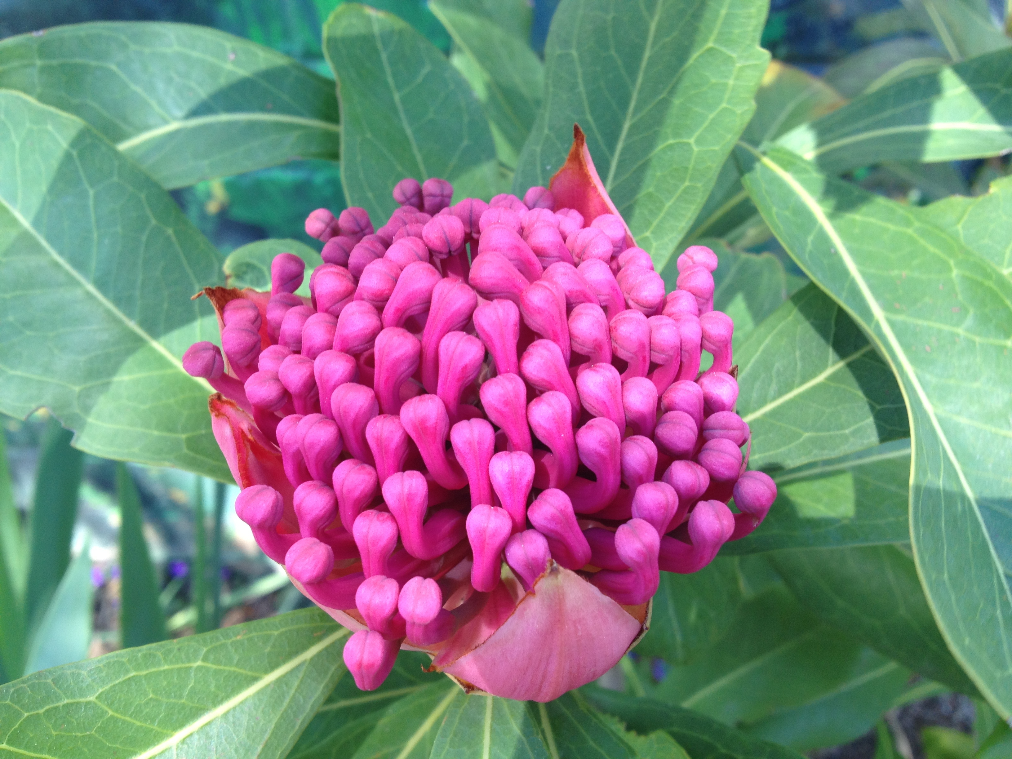 YOSSHI Australian Bush Flower Essence and Life Style