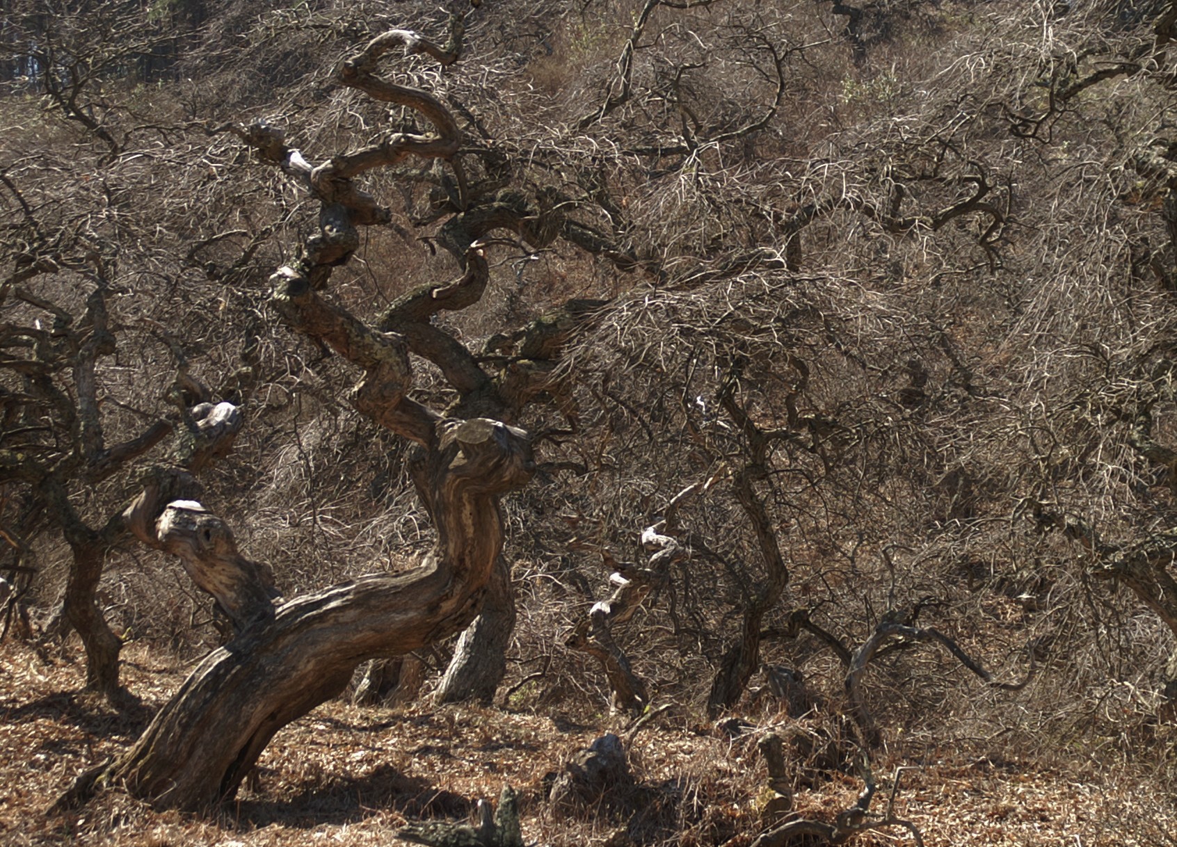 FOREST WHERE WITCHES LIVE | M’s PHOTO ATELIER