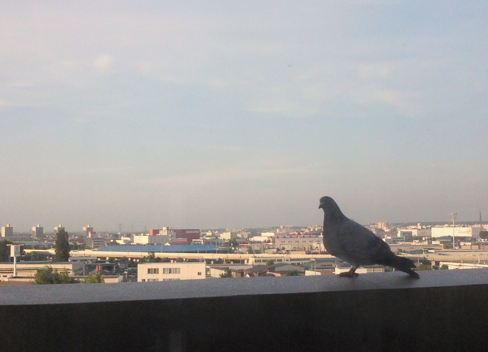 Ceru | official web site